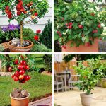 Top 9 Fruits You Can Grow in Pots - DIY Morning