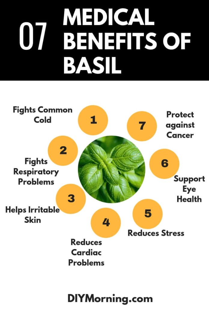 4 Best Medical Benefits of Basil: A Medicinal Herb that Works Wonders