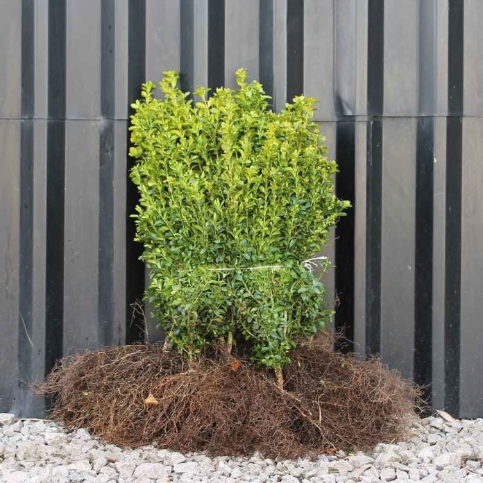 Topiary Box: How to Make Box Hedge Plants - DIYMorning