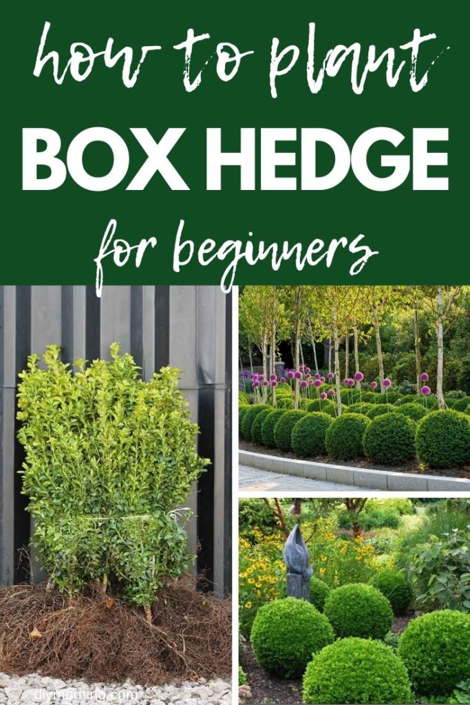 Topiary Box: How to Make Box Hedge Plants - DIYMorning