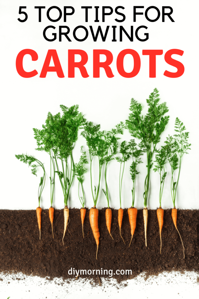 5 Top Tips for Growing Carrots - DIY Morning