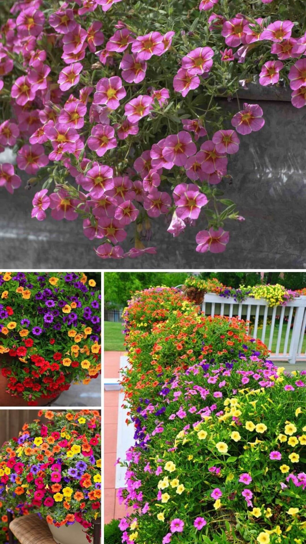 20 Beautiful Patio Plant Ideas For A Lush Outdoor Space - DIY Morning