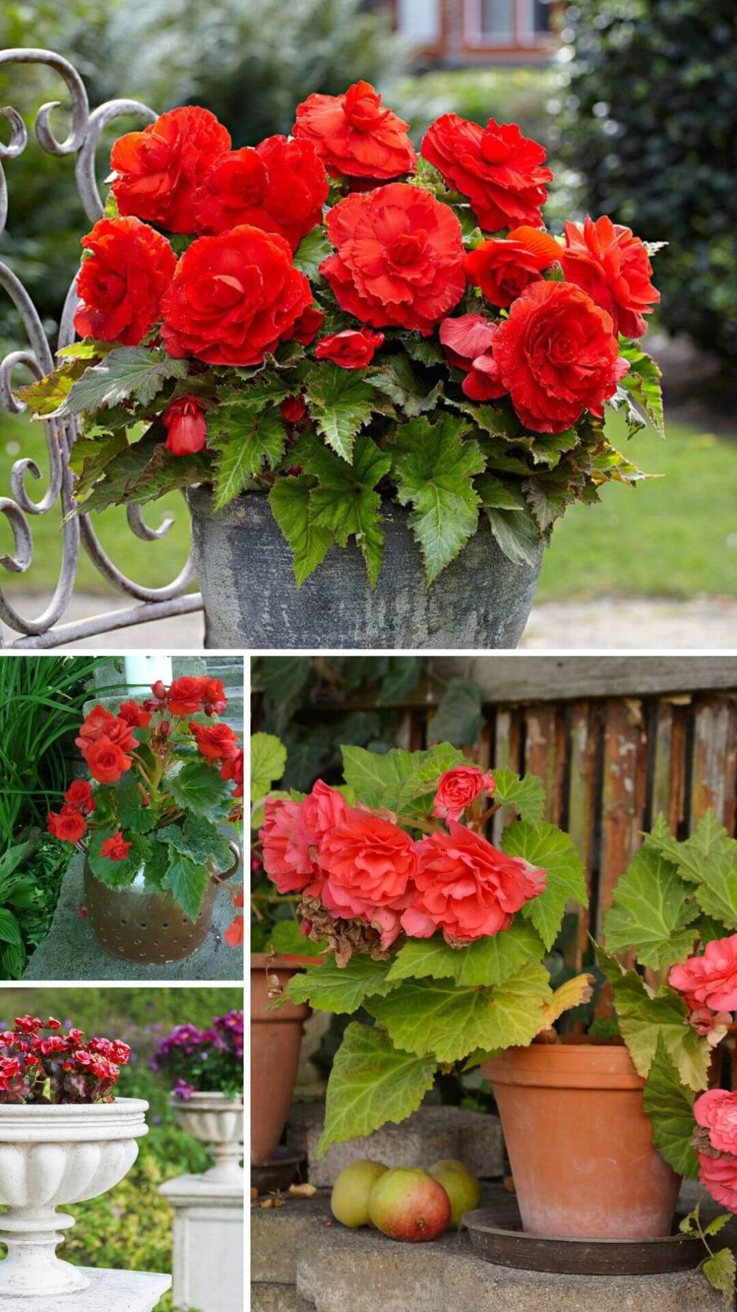 20 Beautiful Patio Plant Ideas For A Lush Outdoor Space - DIY Morning