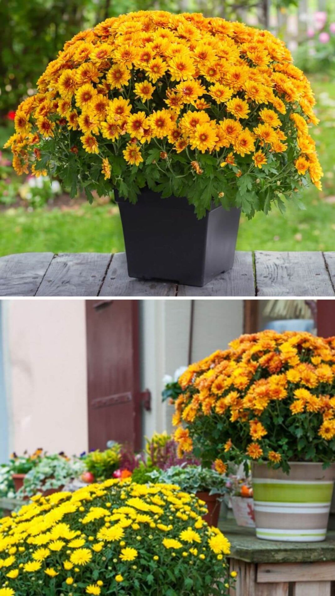 20 Beautiful Patio Plant Ideas For A Lush Outdoor Space - DIY Morning