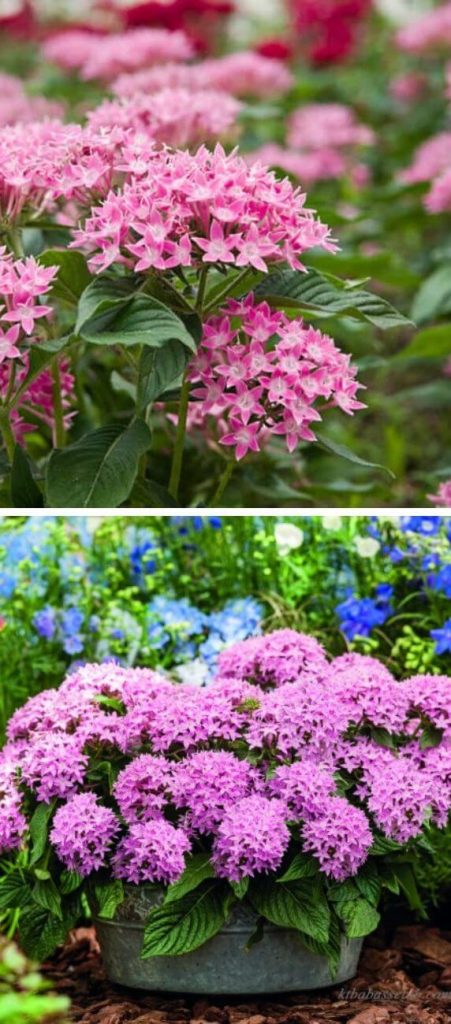 20 Beautiful Patio Plant Ideas For A Lush Outdoor Space - DIY Morning