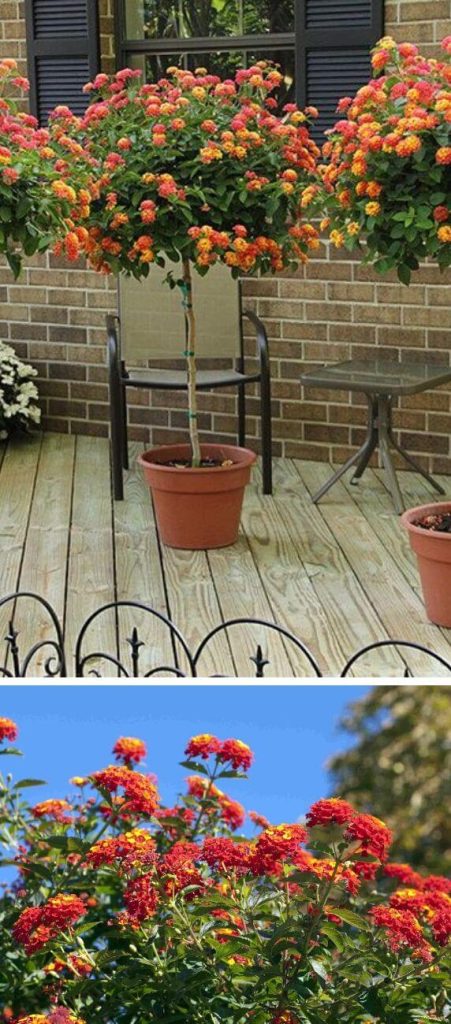 20 Beautiful Patio Plant Ideas For A Lush Outdoor Space - DIY Morning