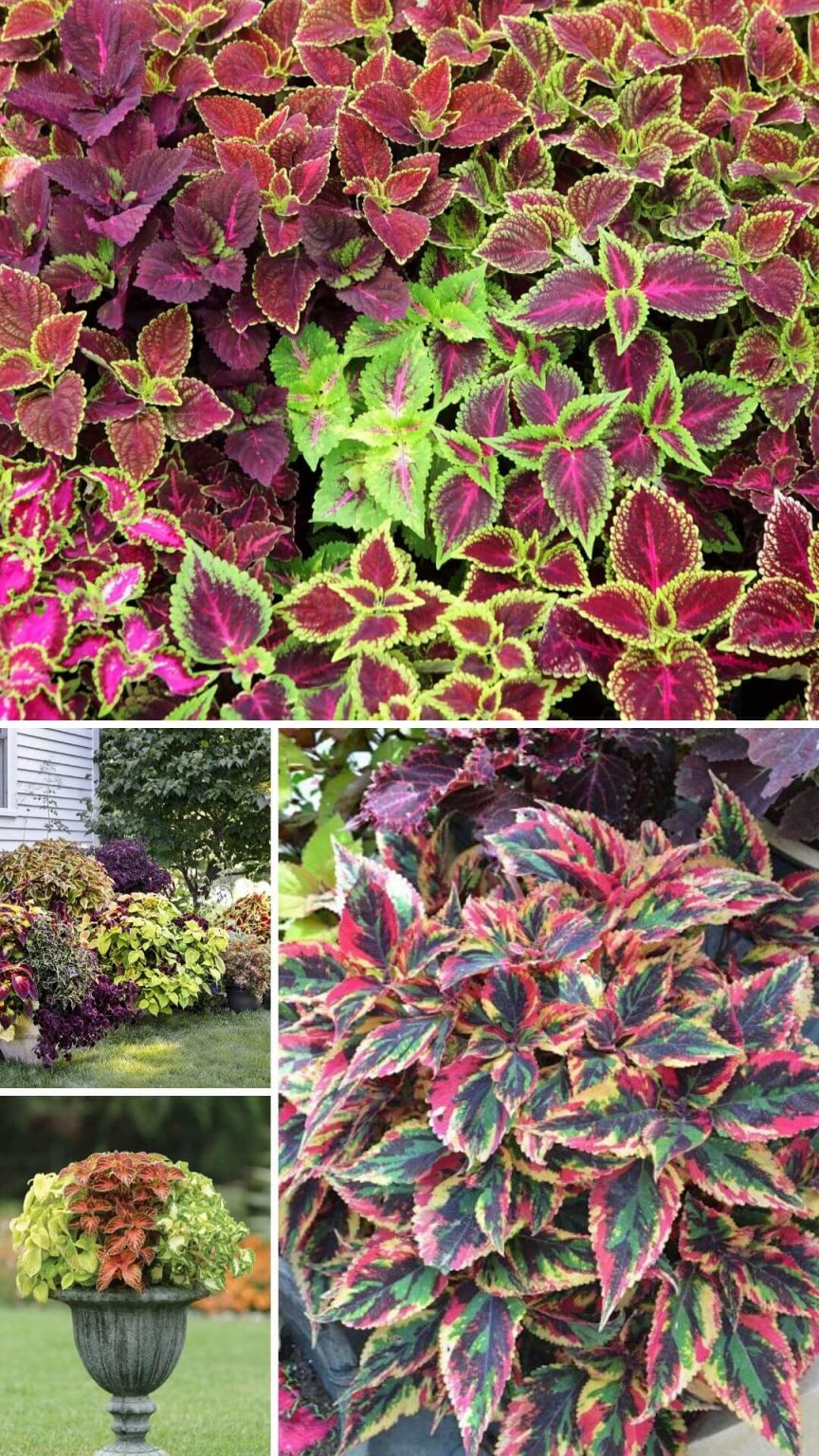 20 Beautiful Patio Plant Ideas For A Lush Outdoor Space - DIY Morning