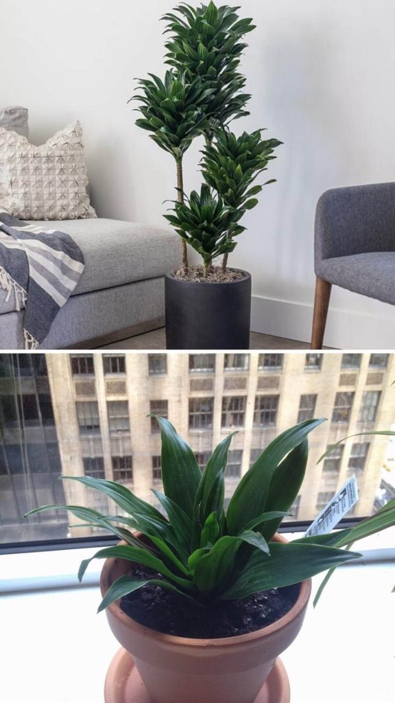 7 Best Indoor Plants that Clean the Air and Remove Toxins (NASA Study)