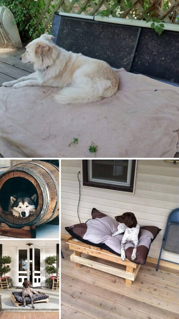 15 Backyard Landscaping Ideas That Will Give Your Dogs Happy Barks