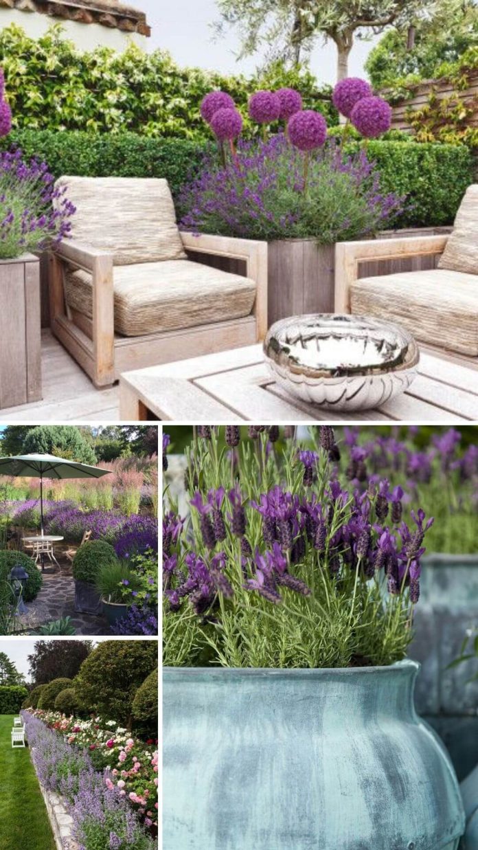 20 Beautiful Patio Plant Ideas For A Lush Outdoor Space - DIY Morning