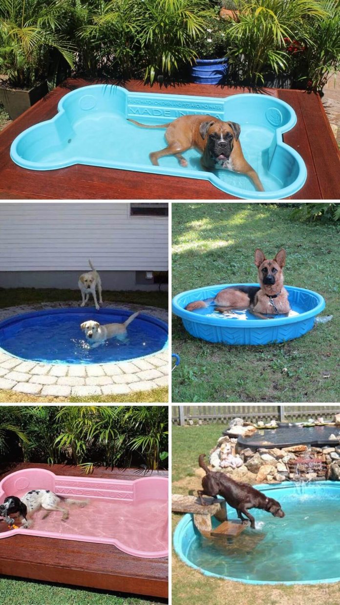 15 Backyard Landscaping Ideas That Will Give Your Dogs Happy Barks