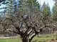 How to Trim Apple Trees for Beautiful Spring Fruit Trees - DIY Morning