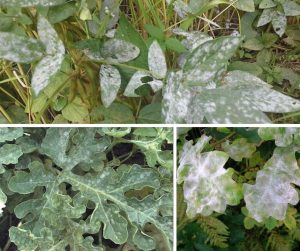 Powdery Mildew: How To Identify and Get Rid of Garden Fungus on Plants