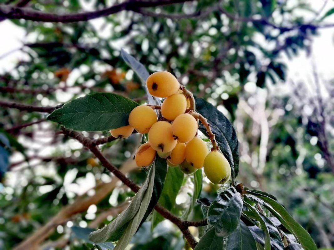 How to Grow a Loquat Tree: Planting, Growing and Harvesting