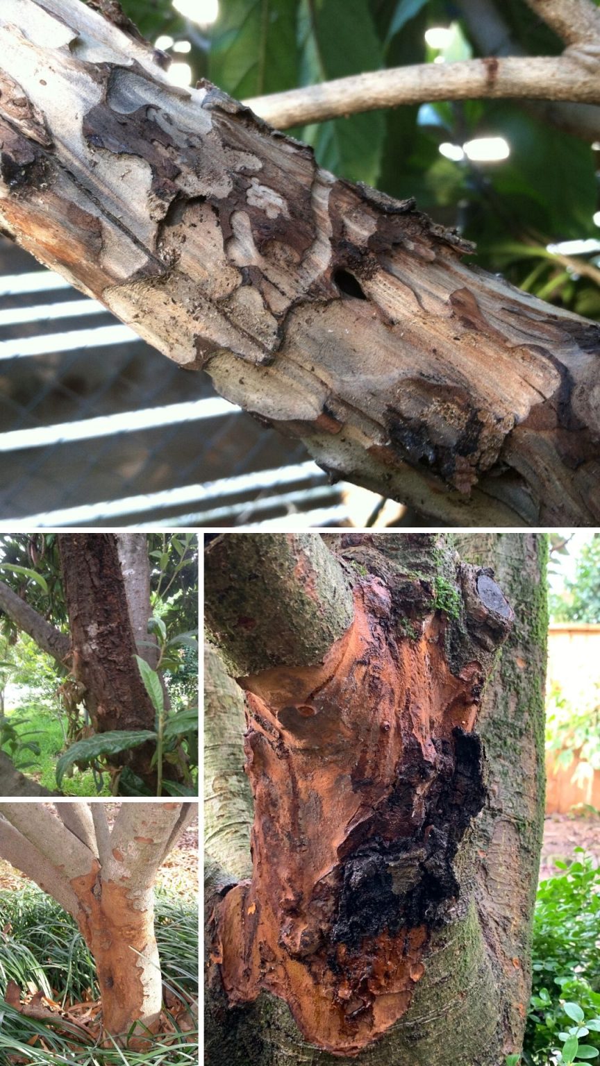 How to Grow a Loquat Tree: Planting, Growing and Harvesting