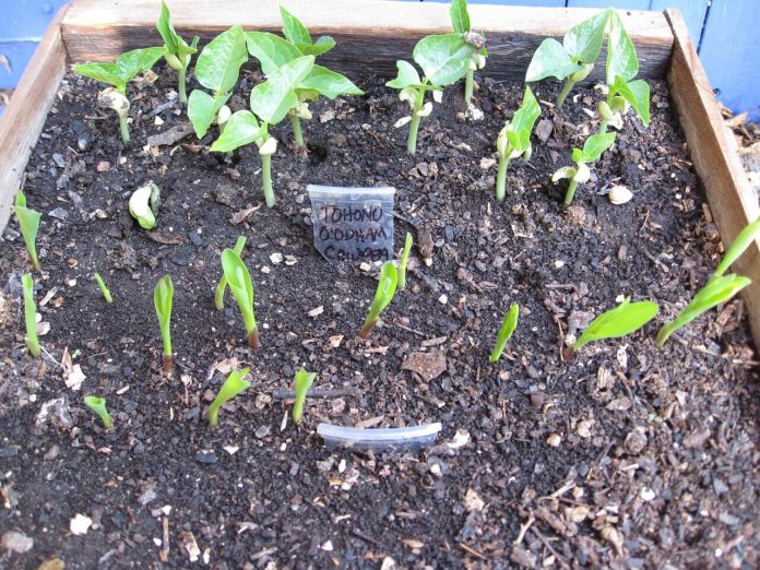 Advantages of Growing Podded Peas in Raised Bed - DIY Morning