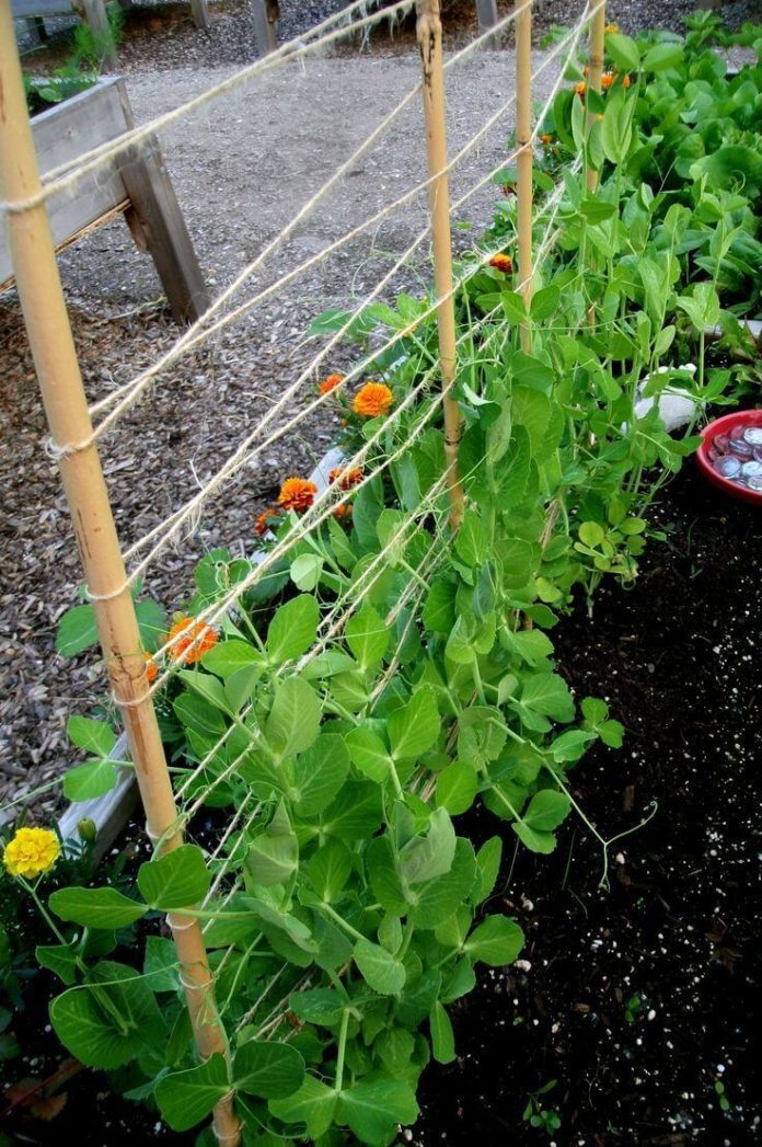 Advantages of Growing Podded Peas in Raised Bed - DIY Morning