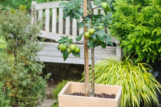 How To Grow Apple Trees In Containers and Pots - DIY Morning