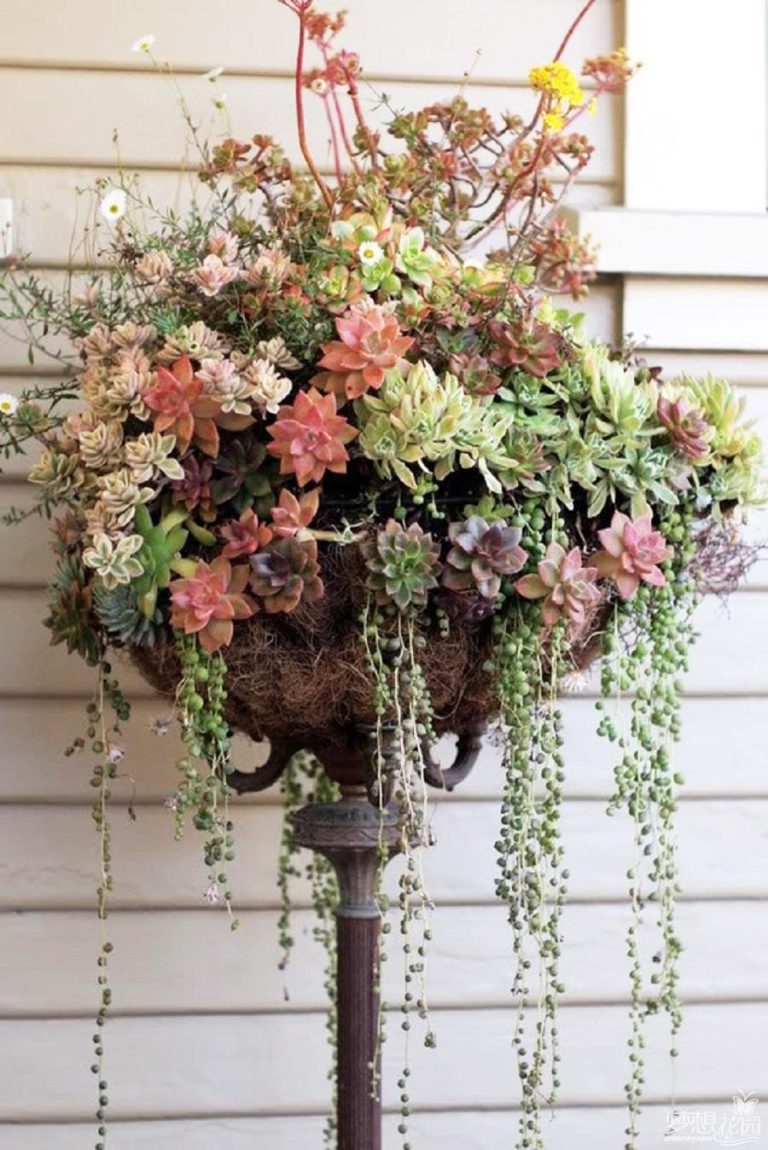 25+ Beautiful Succulent Garden Ideas and Designs (Indoor and Outdoor)