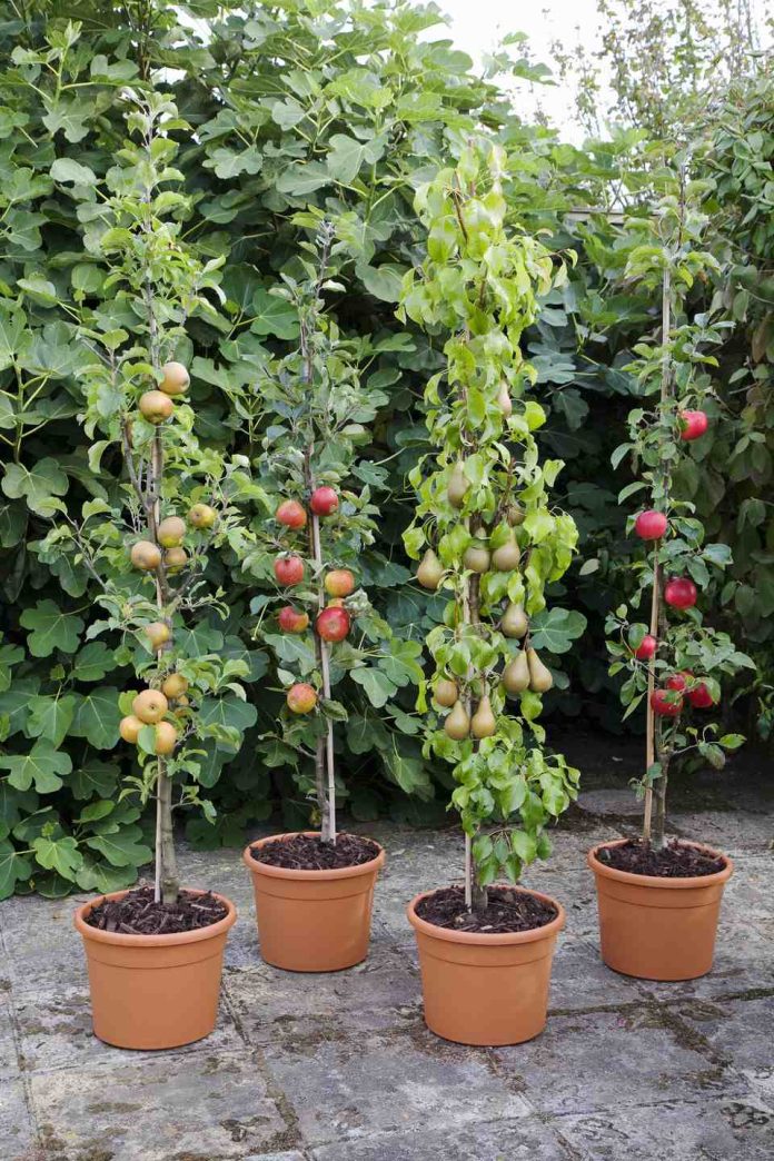 How To Grow Apple Trees In Containers and Pots - DIY Morning
