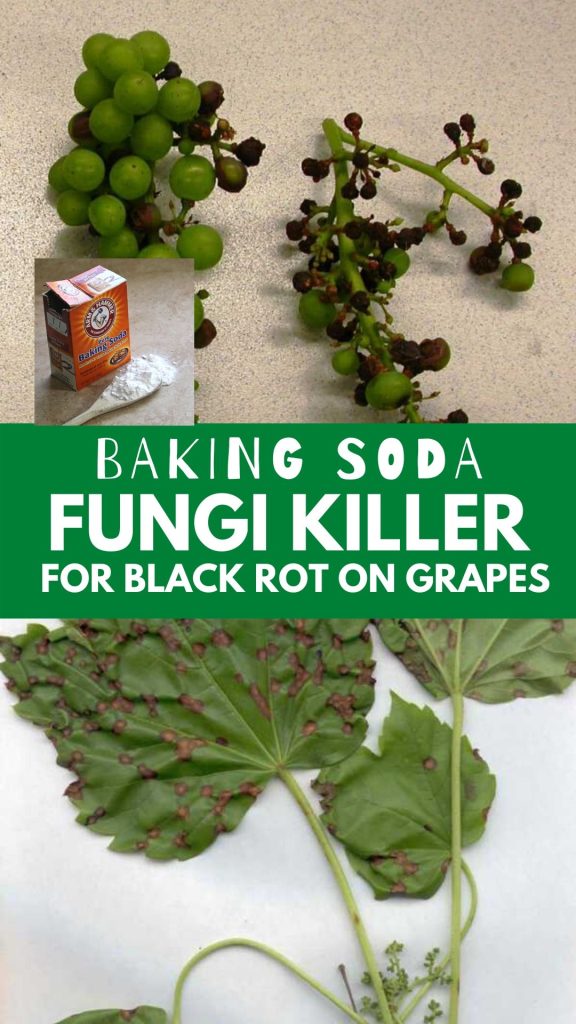 6 Non-Toxic Homemade Pest Control for Gardens - DIY Morning