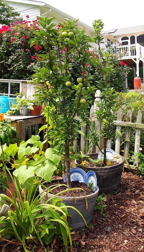 How To Grow Apple Trees In Containers and Pots - DIY Morning
