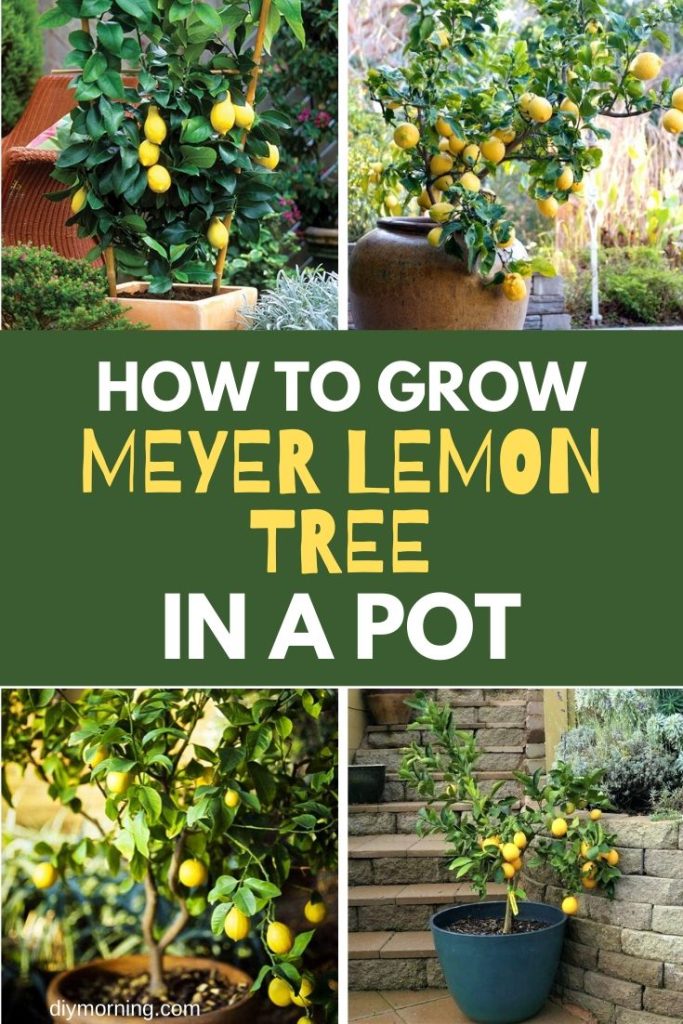 Meyer Lemon Tree: How To Grow and Care for Meyer Lemon Tree In Pots