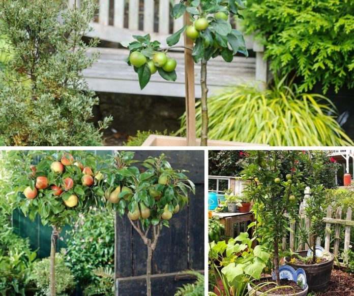 How To Grow Apple Trees In Containers and Pots - DIY Morning