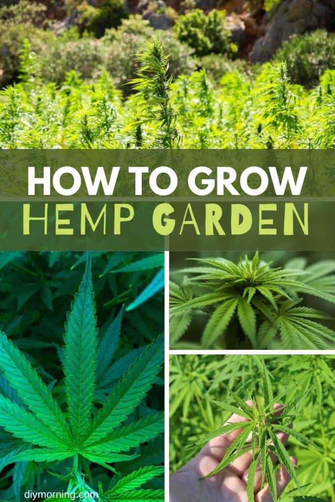 How To Grow Your Own Hemp Garden From Seeds - DIY Morning