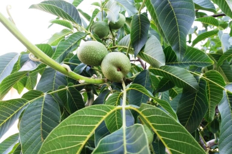 Black Walnuts: How To Grow Juglans Nigra From Seeds - DIY Morning