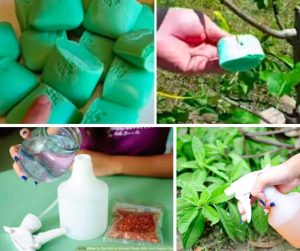 6 Non-Toxic Homemade Pest Control for Gardens - DIY Morning
