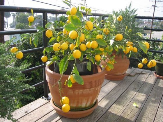 Meyer Lemon Tree: How To Grow and Care for Meyer Lemon Tree In Pots