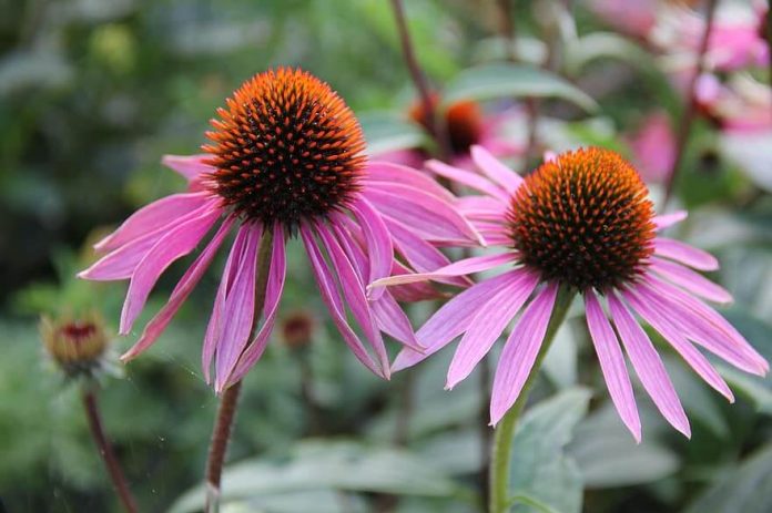 Purple coneflower (Echinacea purpurea) Selections in Landscapes