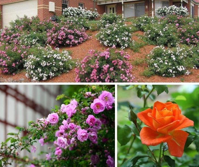 20 Beautiful Rose Landscaping Ideas to Enhance Your Garden - DIY Morning