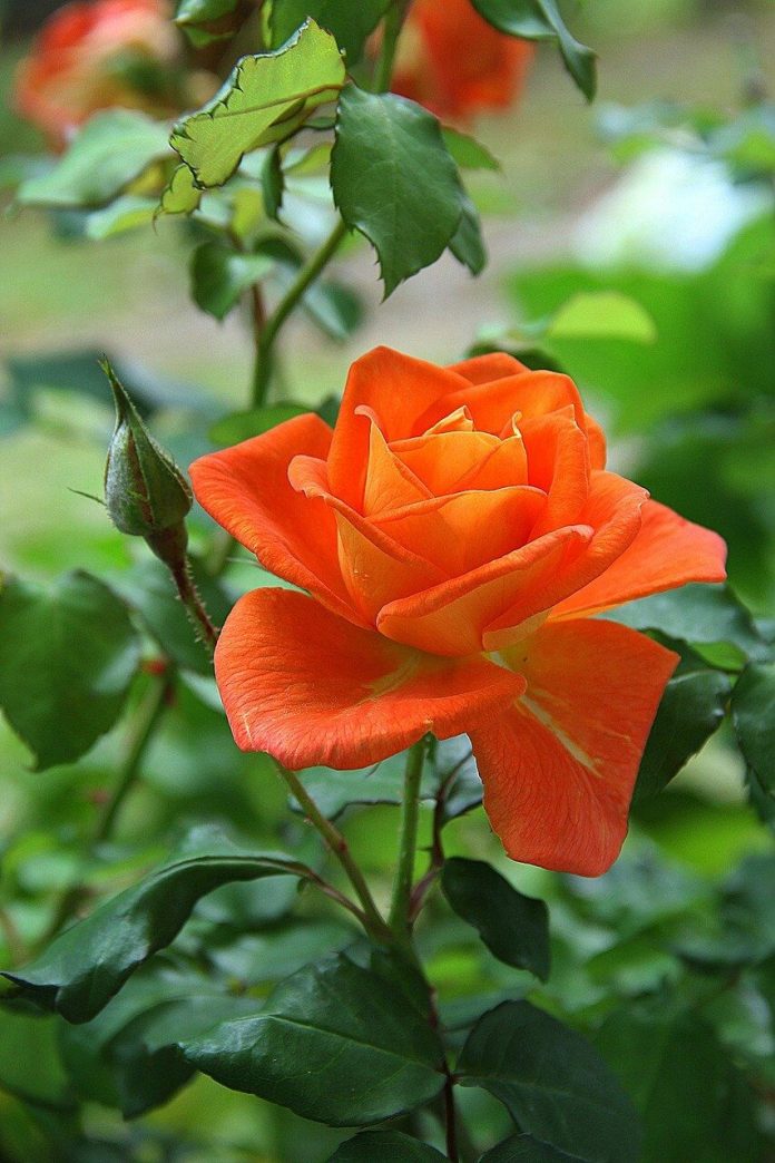Choose the Right Rose for Your Space: Roses for Small Spaces